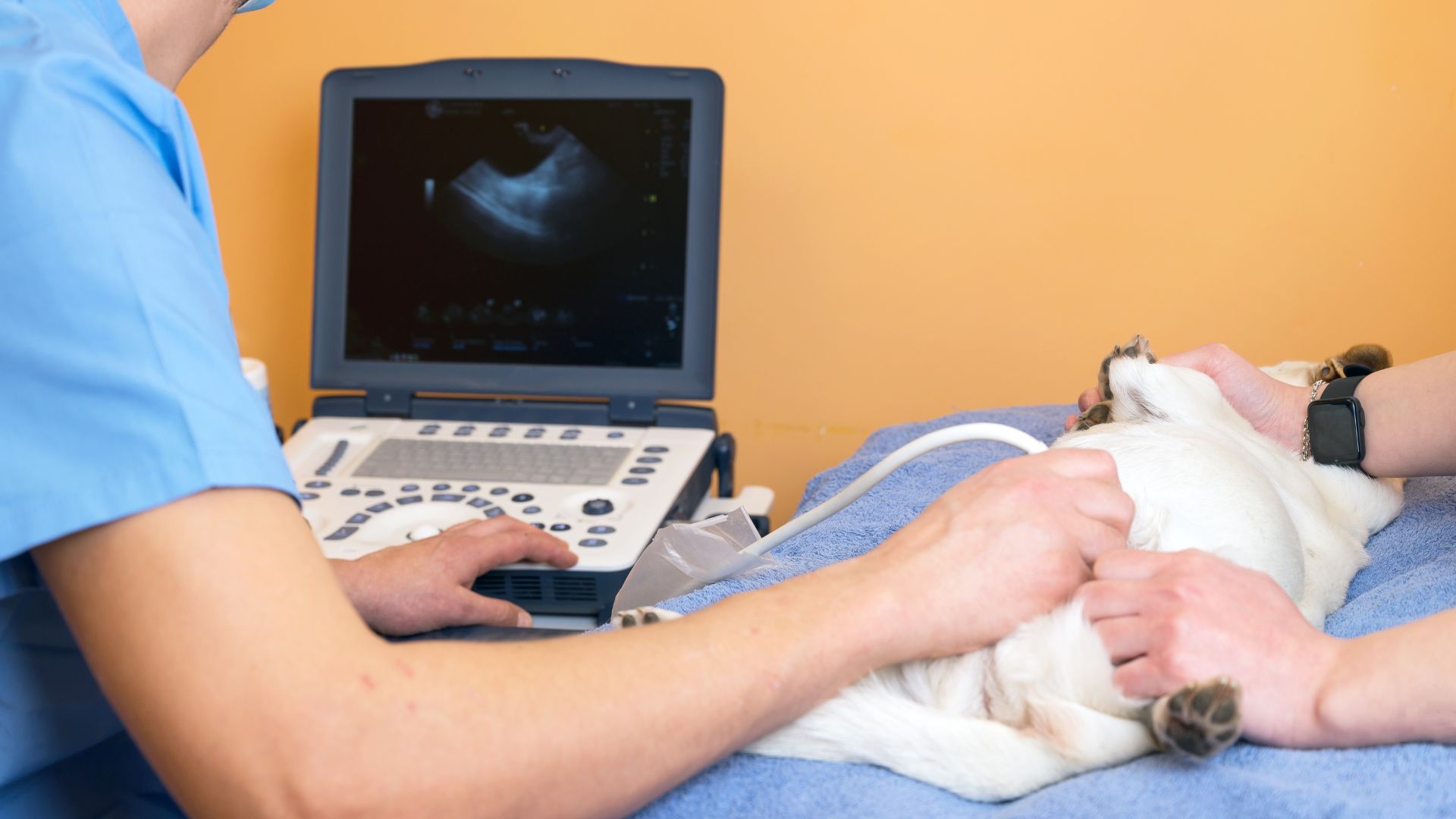 Pet Diagnostic Imaging In Monroe, NY 10950 | The Pets I Love Veterinary ...