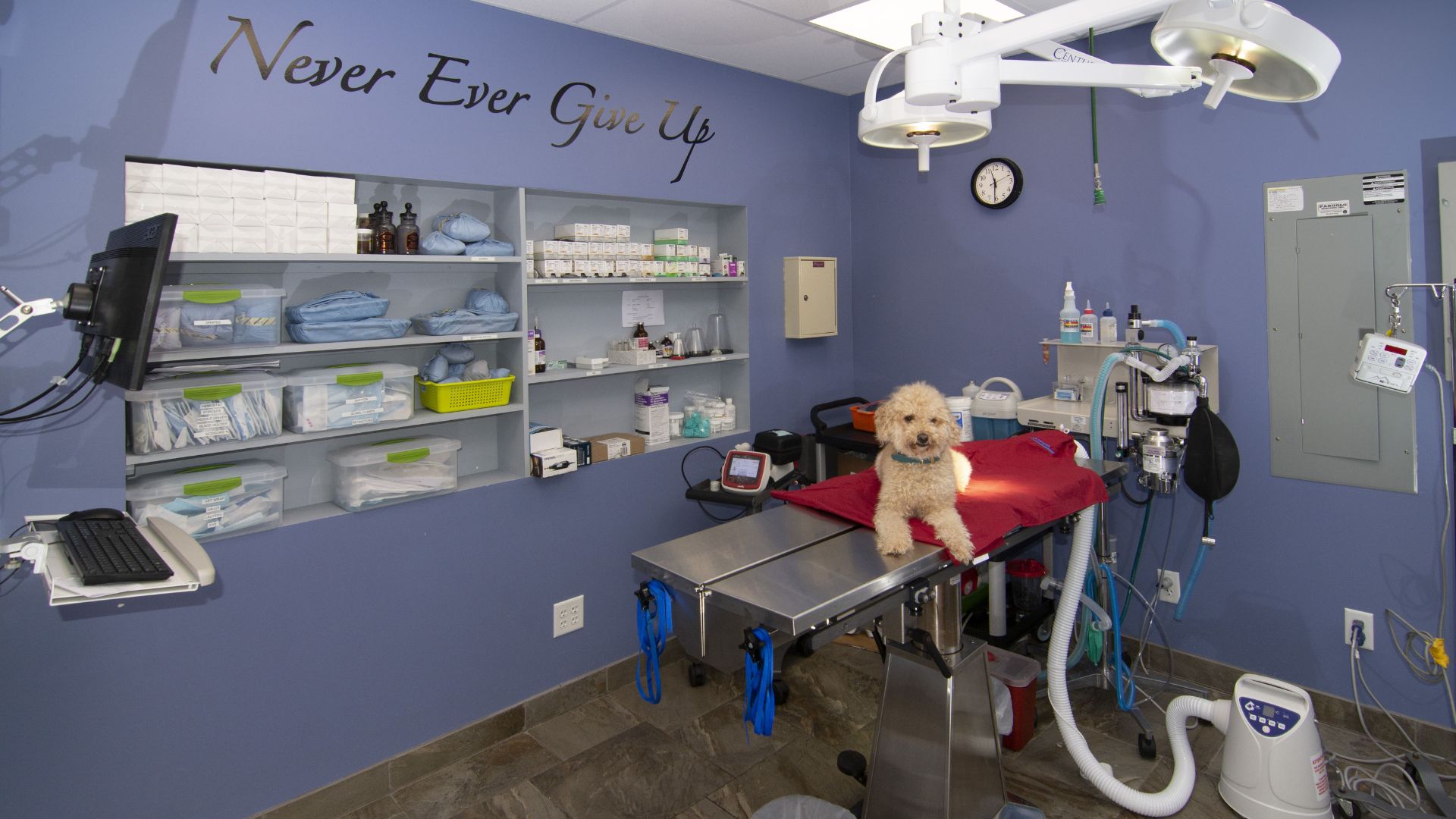 Emergency Information The Pets I Love Veterinary Hospital